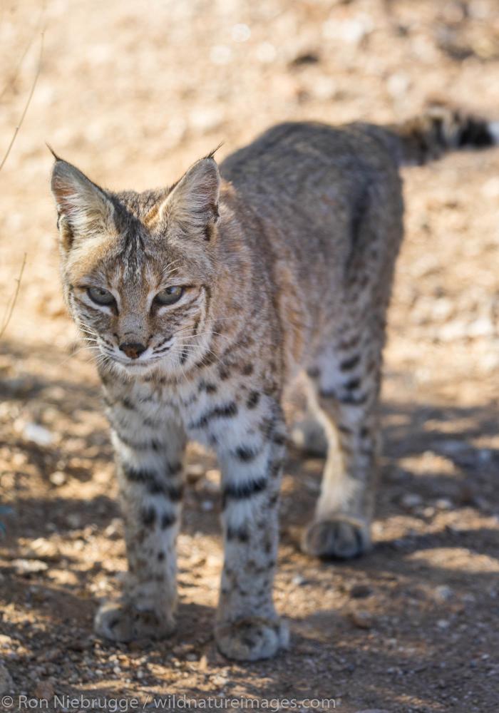 💬 Bobcat