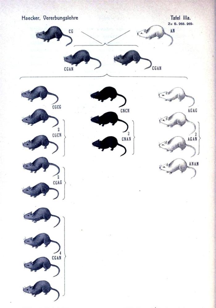 💬 Mouse theories