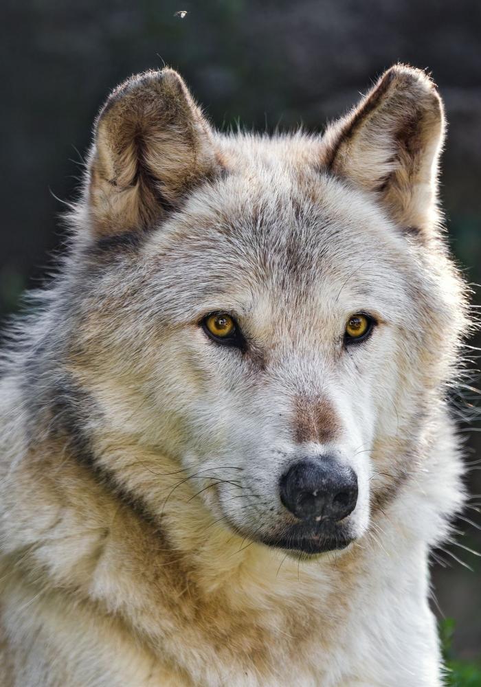 Wolf Soundboard