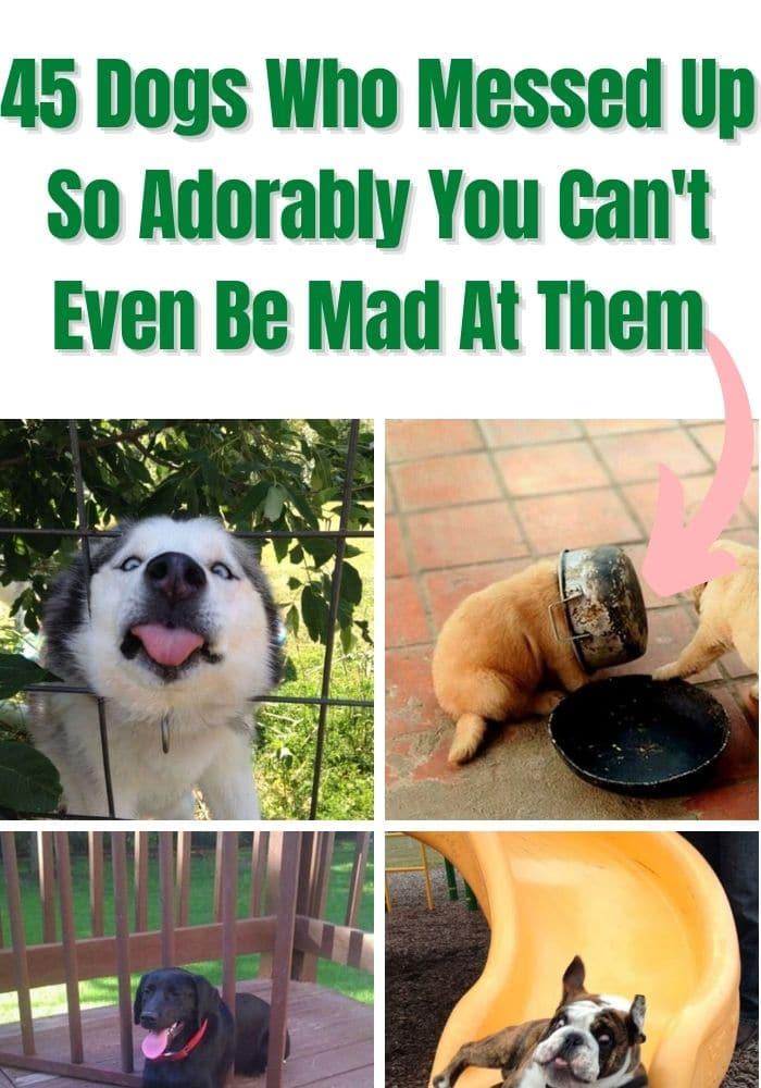 💬 Messed Up Dog