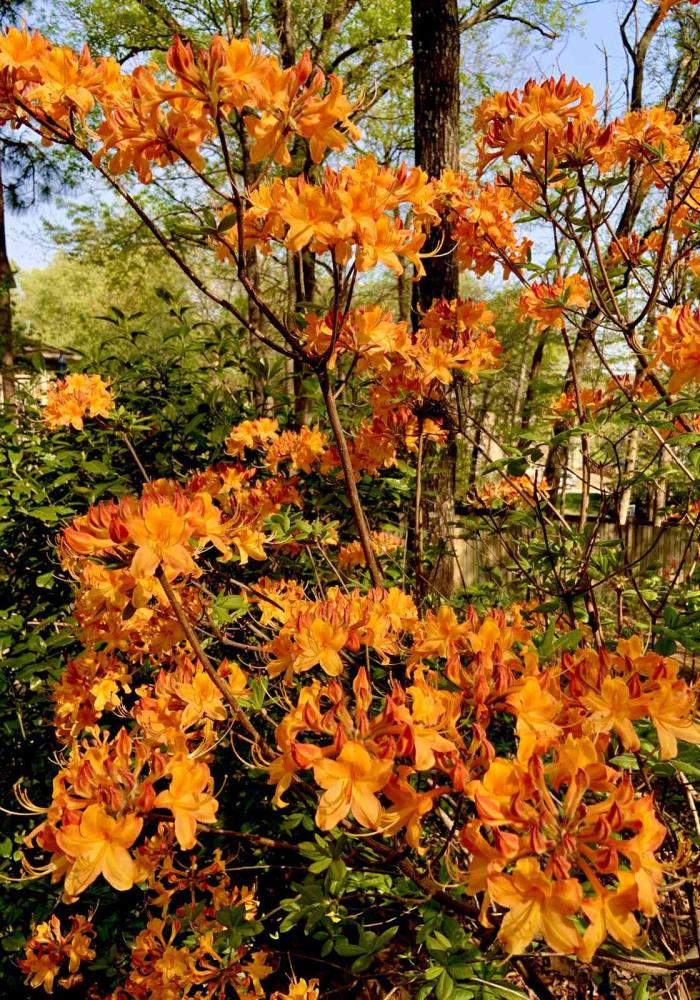 💬 Azalea Quagmire
