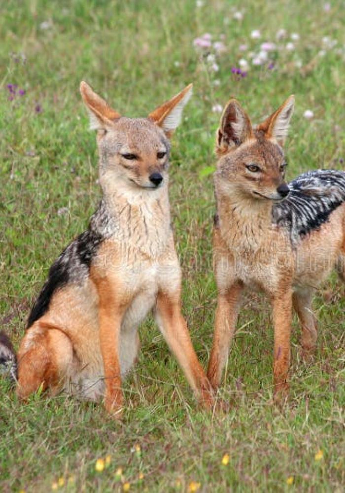💬 Jackals other sounds