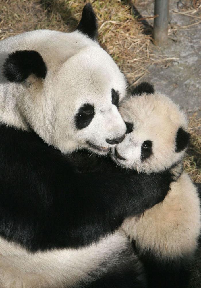 💬 Panda Love