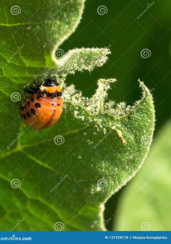 💬 Red Larva Soundboard
