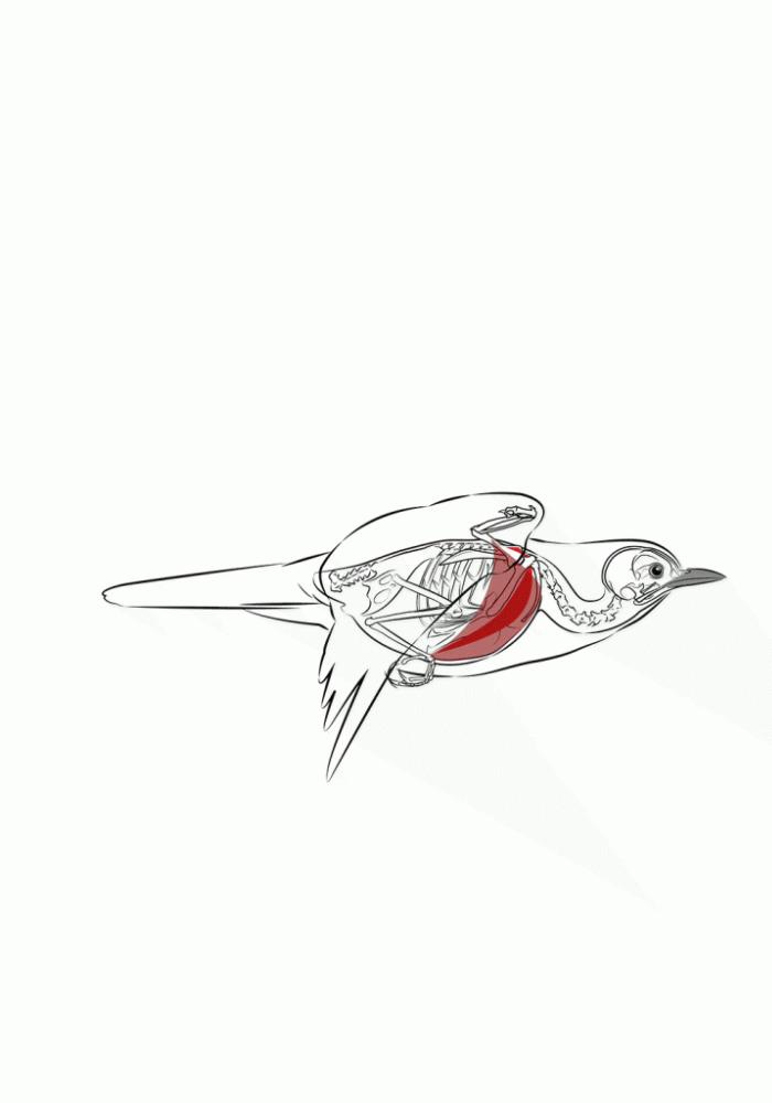 💬 Birds Looping Soundboard