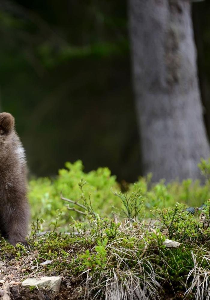 💬 Cute Bear Soundboard