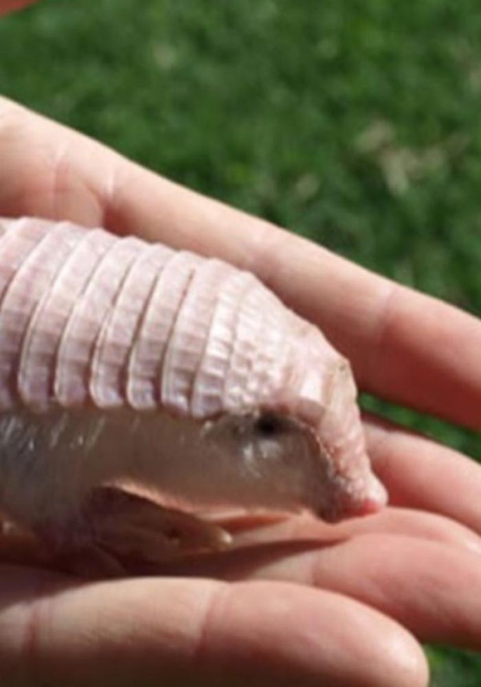 💬 Pink Armadillo Soundboard