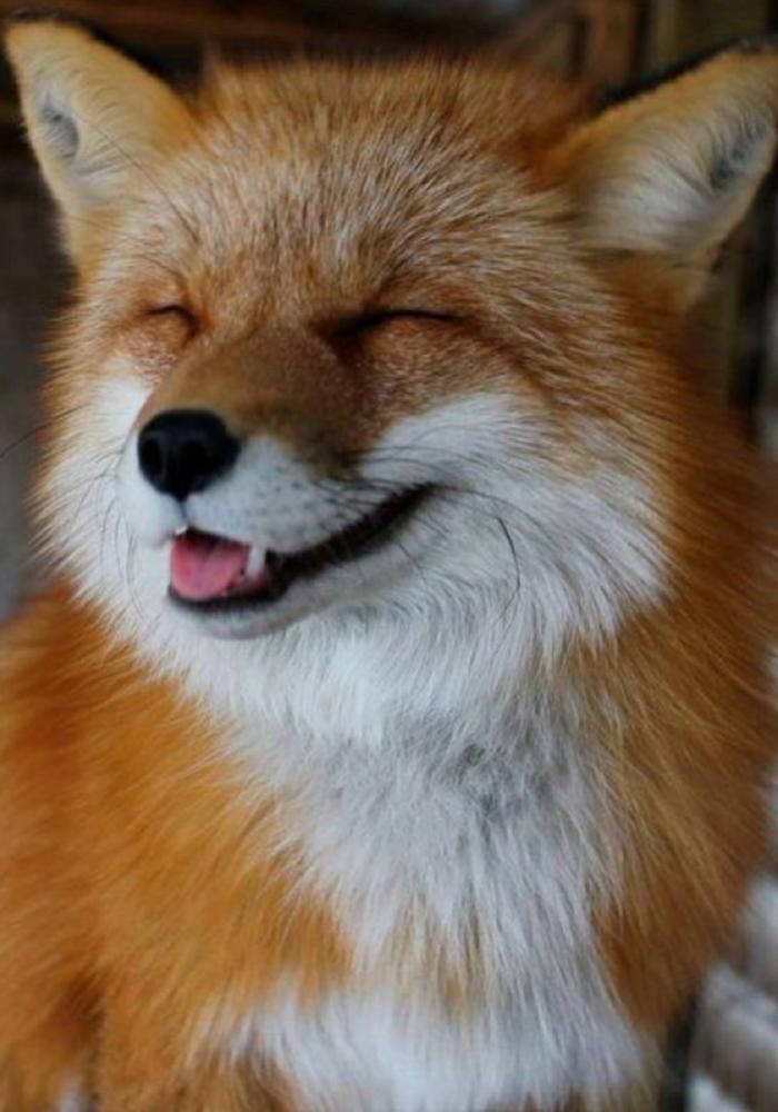 💬 Crazy Laughing Fox Soundboard