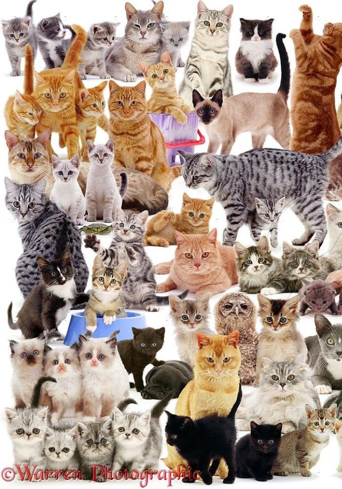 💬 Cat Montage Soundboard