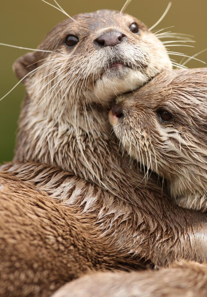 💬 Otter Soundboard
