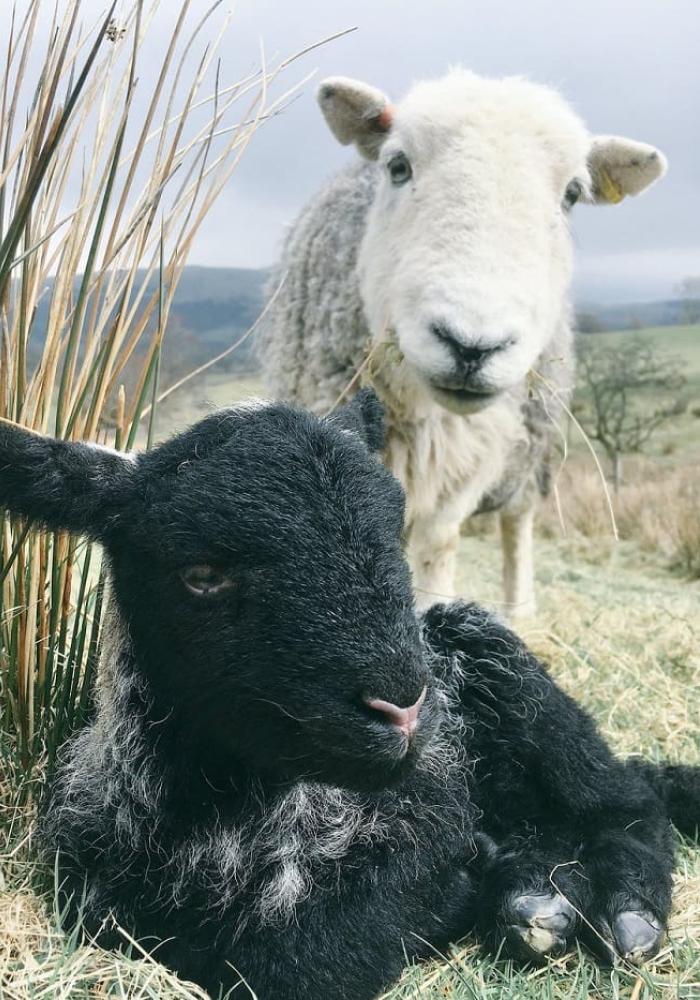💬 Ewe ewe Soundboard