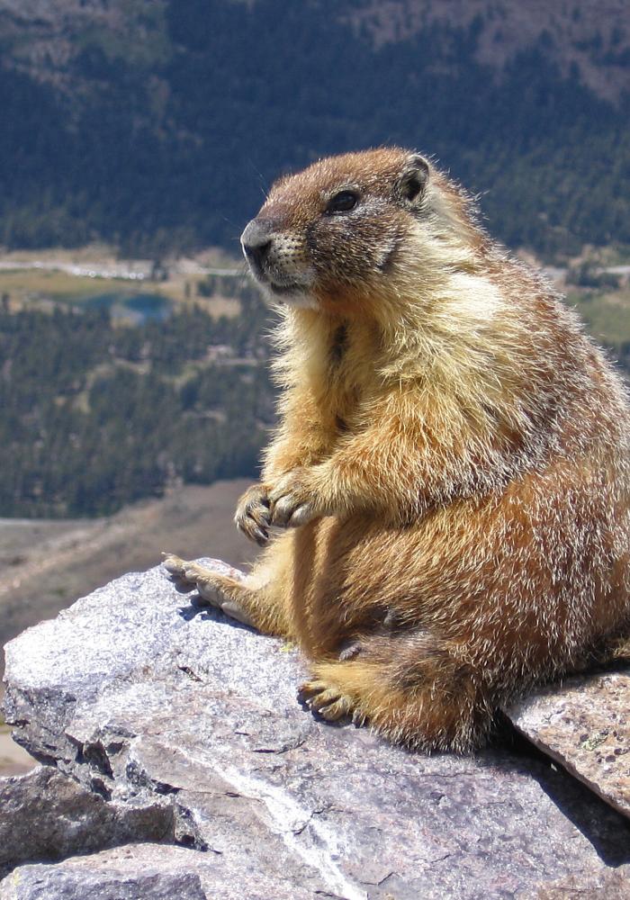 💬 Marmot Soundboard