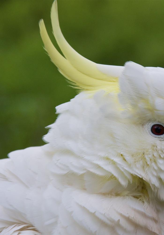 💬 Cockatoo Soundboard