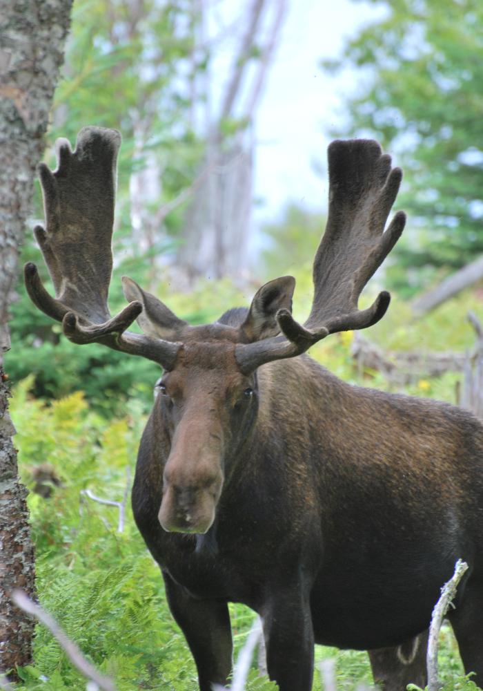💬 Moose Soundboard