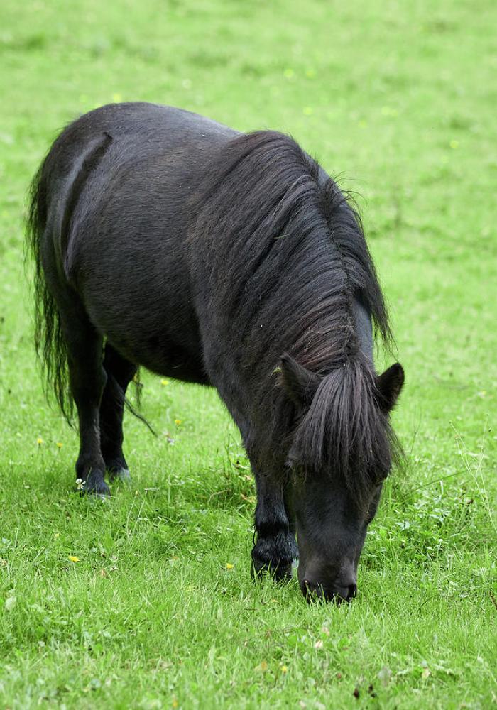 💬 Negro Pony Soundboard
