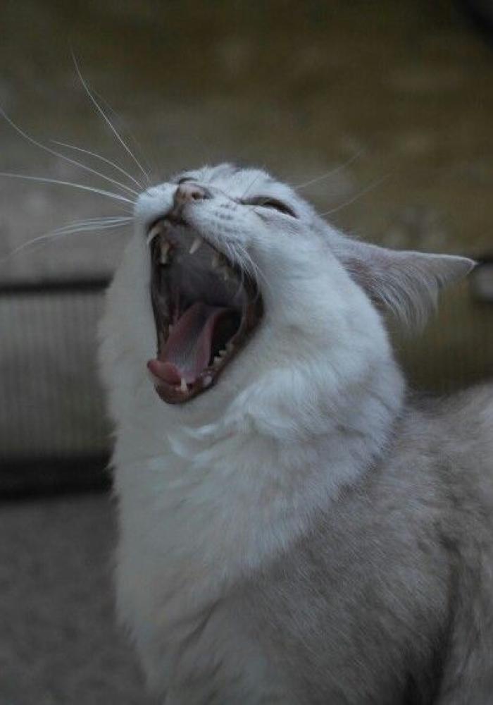 💬 Evil Cat Laugh Soundboard