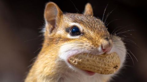 YES KING!!! ( alvin and the chipmunk version) - Chipmunk Soundboard