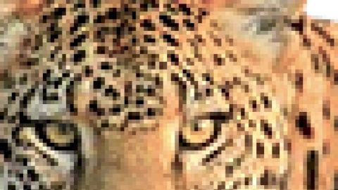 Leopardroar - Leopard Soundboard