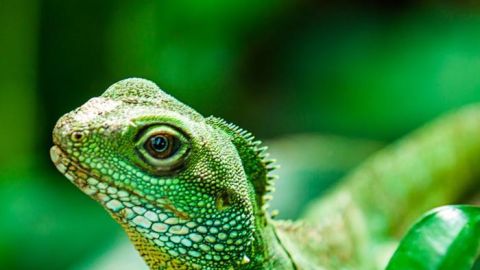 Snake Hiss In Out - Reptiles Sounds