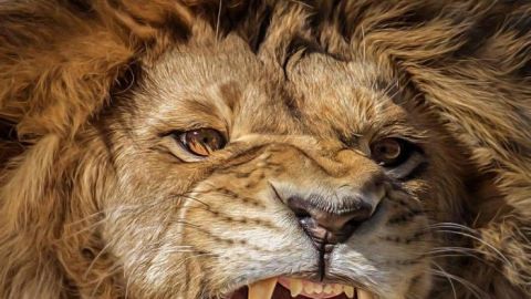 Jumpscare Type Roar #roar #horror effects #monster #horror fx...