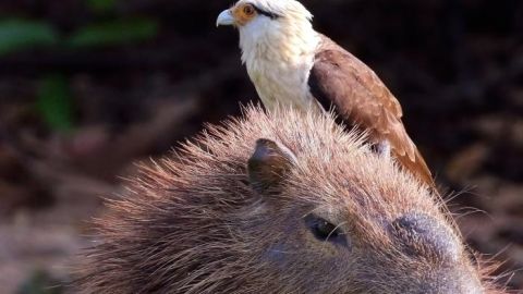 Capybara! Capybara Capybara Capybara Song - Capybary