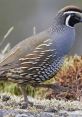💬 Quail Bird Sounds