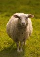 💬 Sheep Sounds